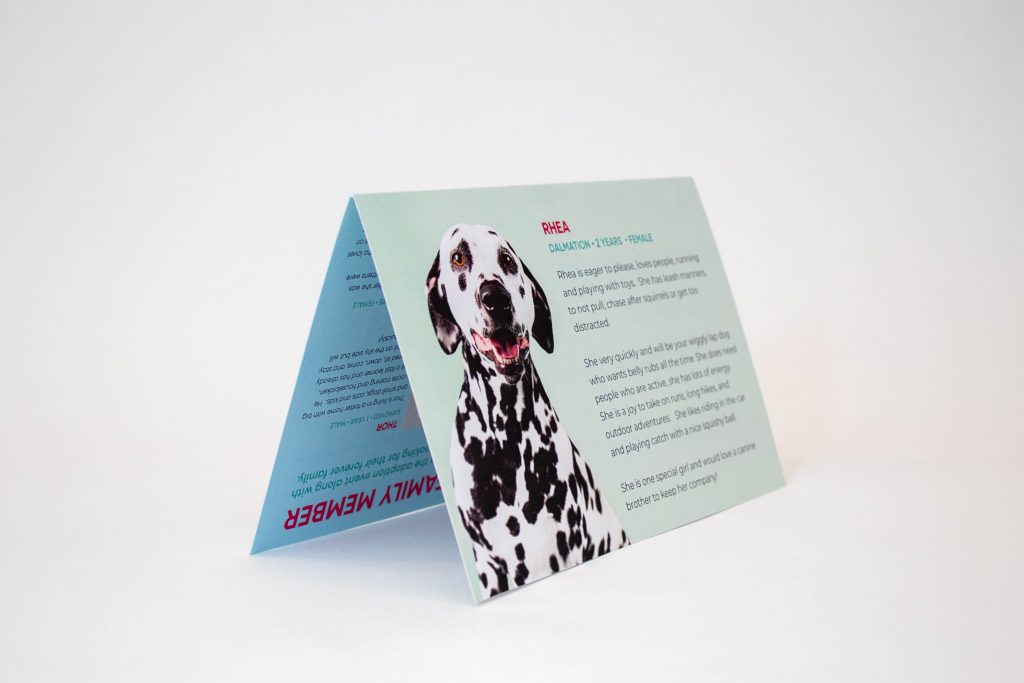 7 Direct Mail Campaign Ideas for Pet Franchises